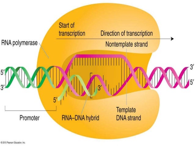 Transcription and the various stages of transcription