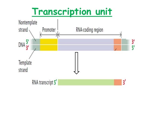 Transcription and the various stages of transcription
