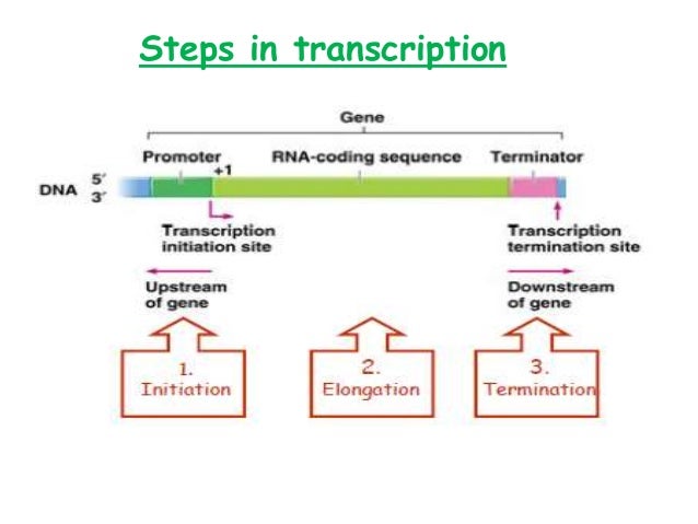 Transcription and the various stages of transcription
