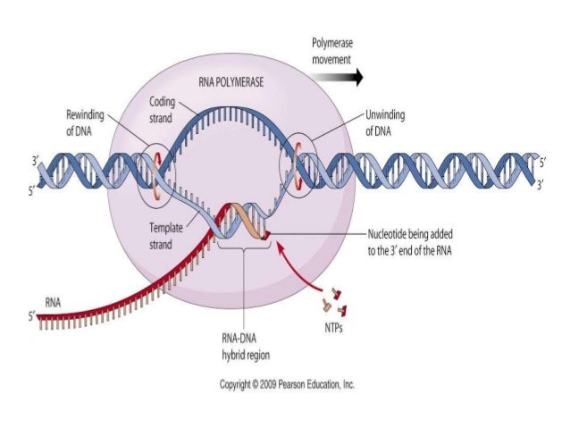 Transcription and the various stages of transcription