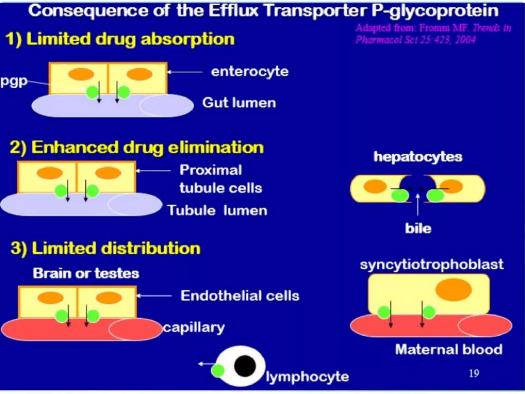 p-glycoprotein | PPTX