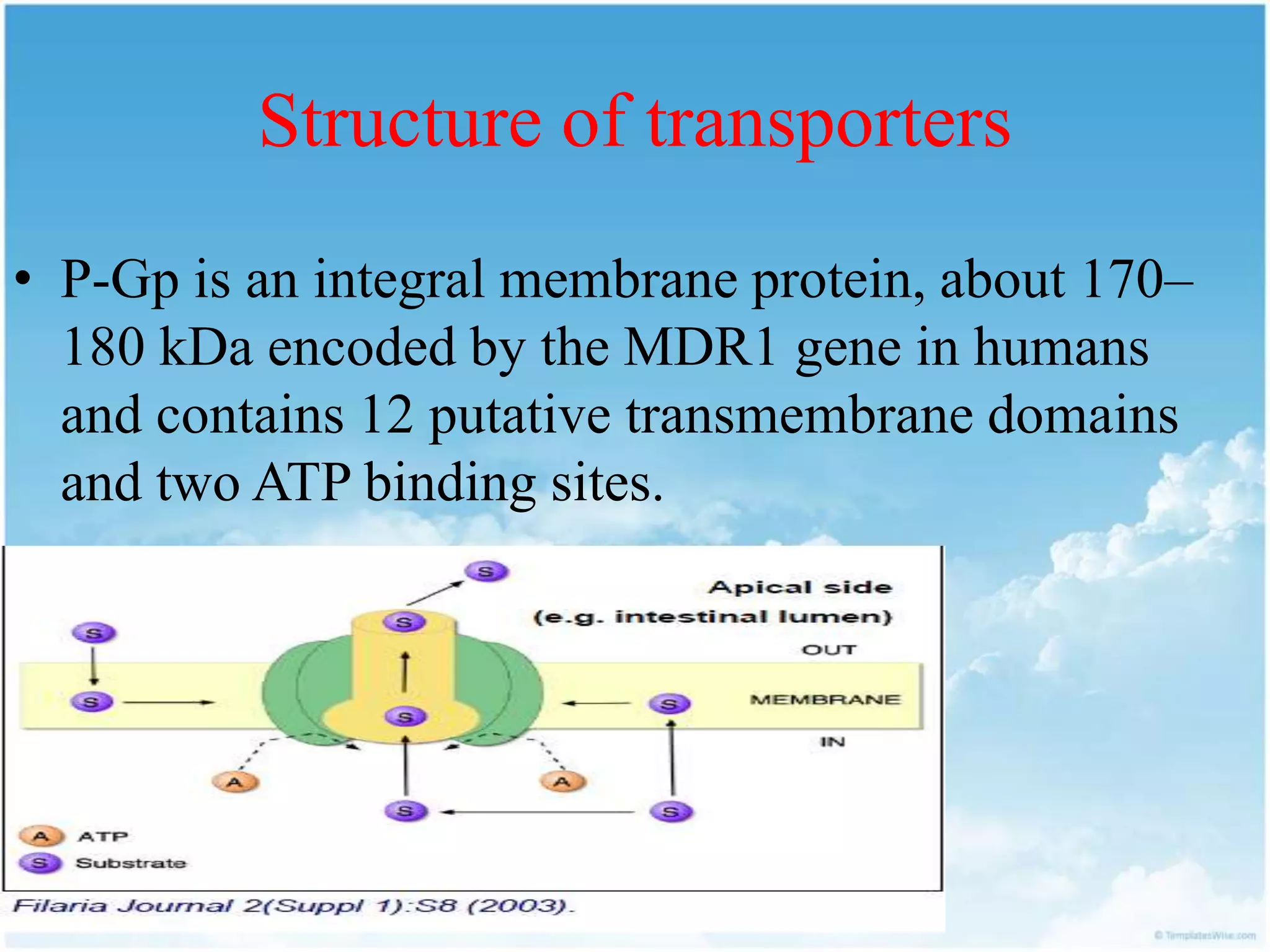 p-glycoprotein | PPTX