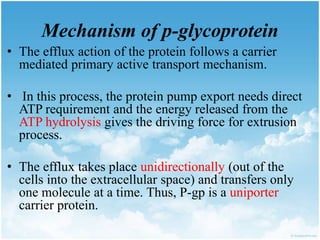 p-glycoprotein | PPTX