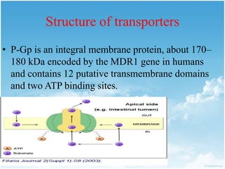 p-glycoprotein | PPTX