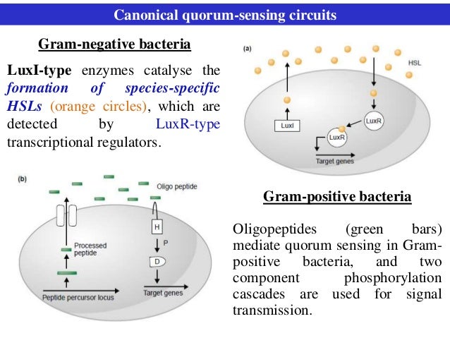 Quorum Sensing How Bacteria Communicate