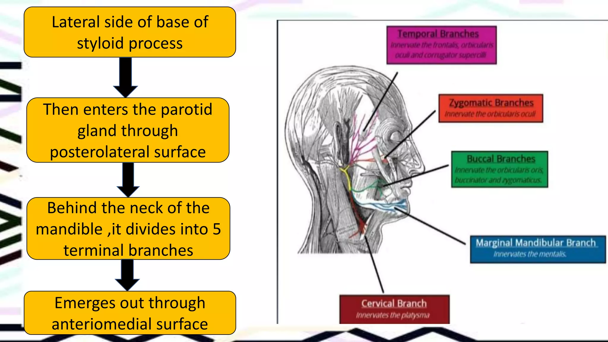 facial nerve | PPTX
