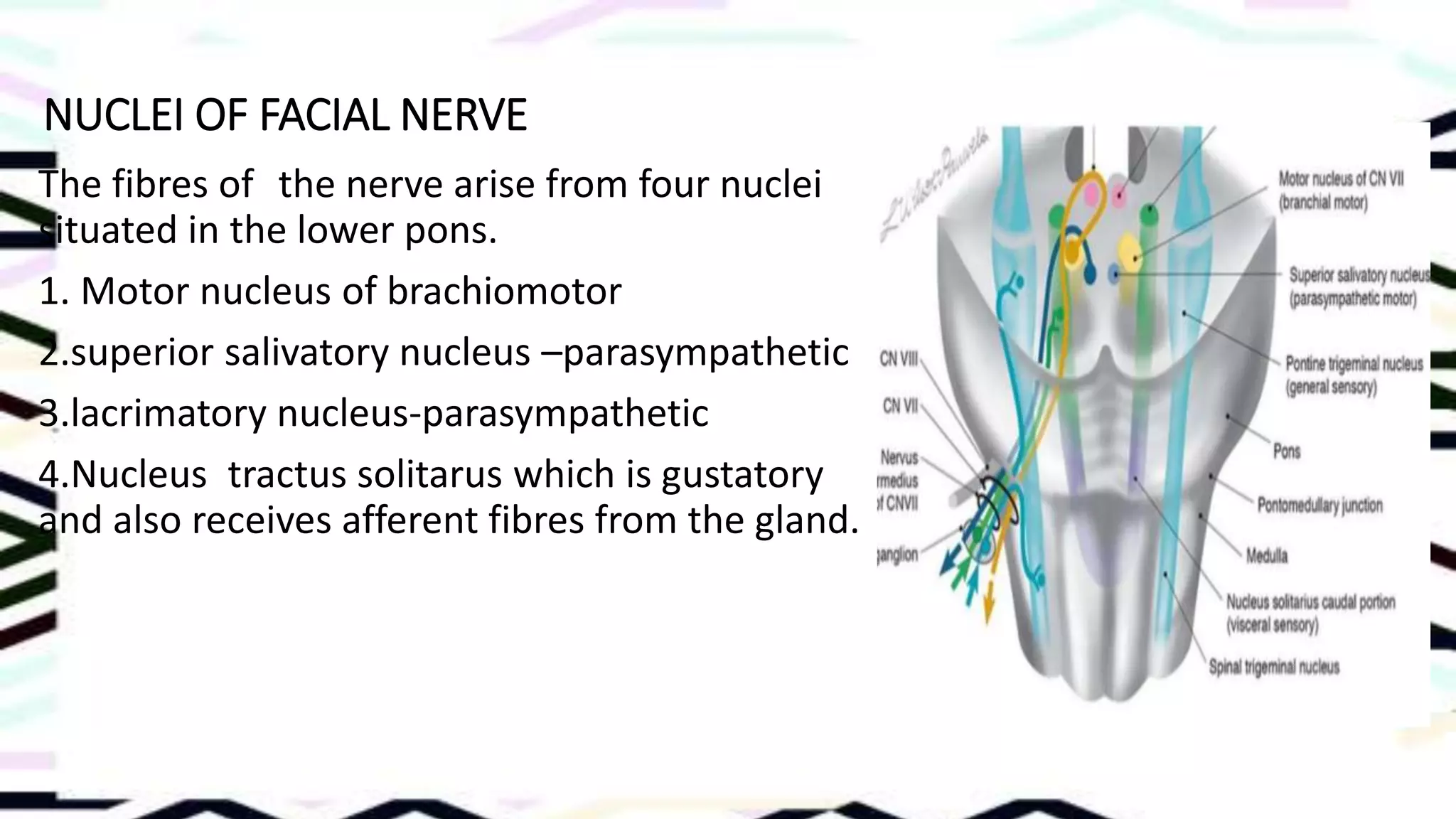 facial nerve | PPTX