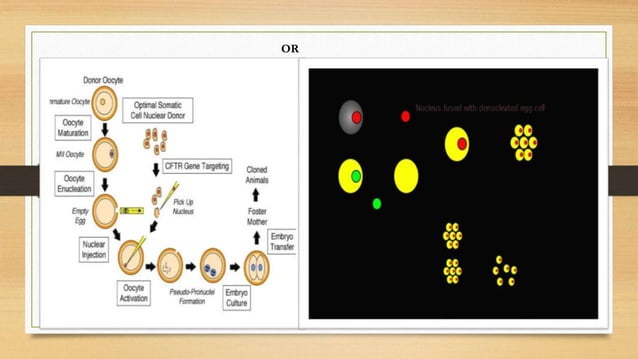 Therapeutic cloning | PPTX | Infertility | Reproductive Health