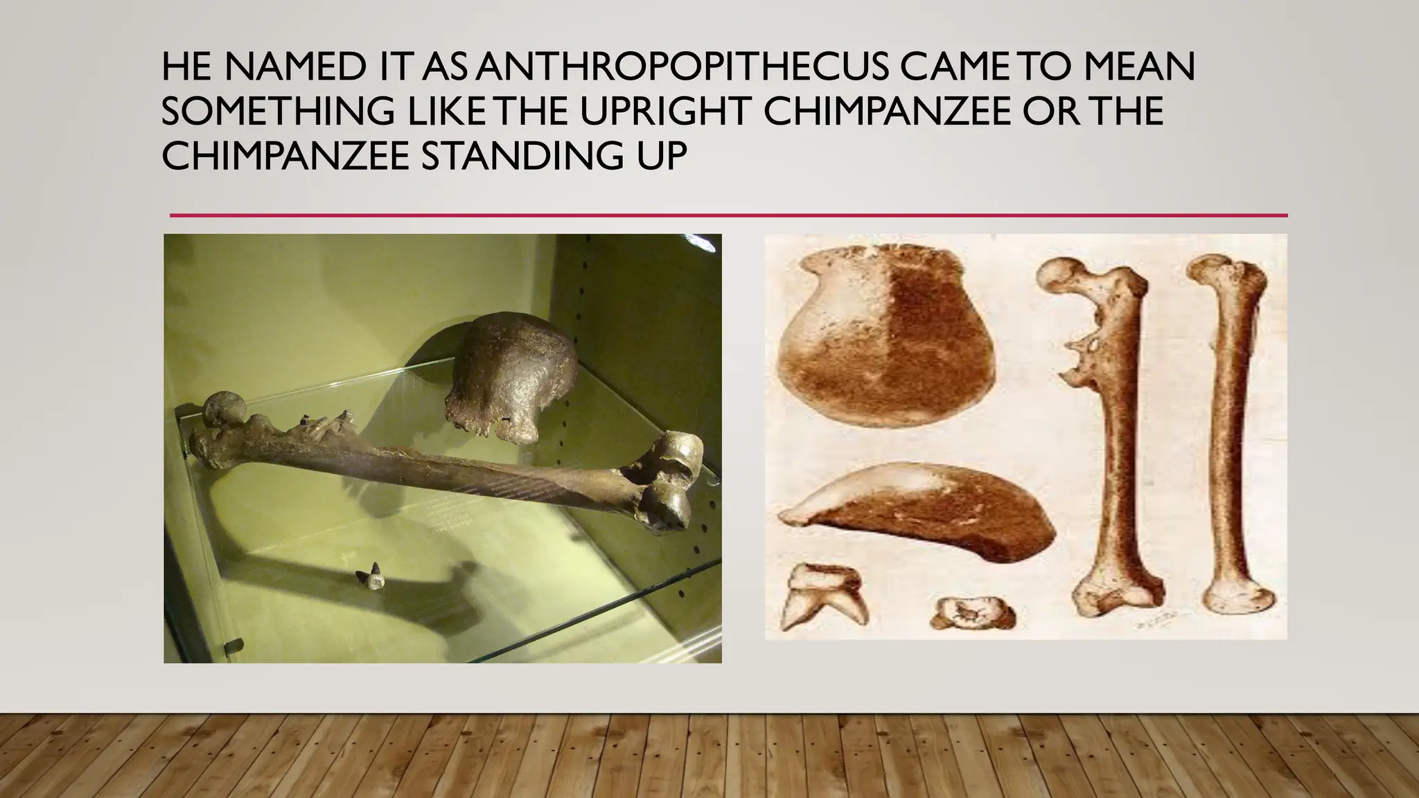 Presentation (5).pdf HOMO ERECTUS JAVANENSIS | PPT