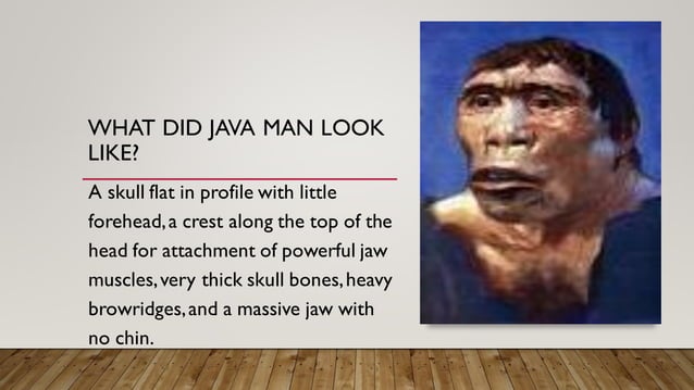 Presentation (5).pdf HOMO ERECTUS JAVANENSIS | PPT