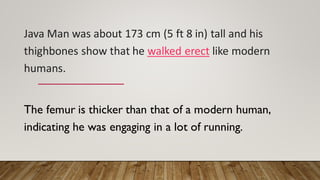 Presentation (5).pdf HOMO ERECTUS JAVANENSIS | PPT