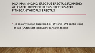 Presentation (5).pdf HOMO ERECTUS JAVANENSIS | PPT