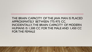 Presentation (5).pdf HOMO ERECTUS JAVANENSIS | PPT