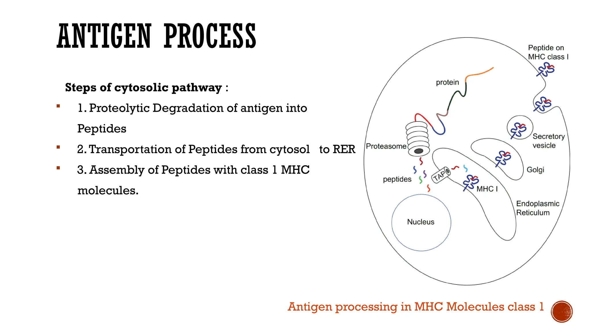Antigen process and presentation and then MHC Molecules and functions ...