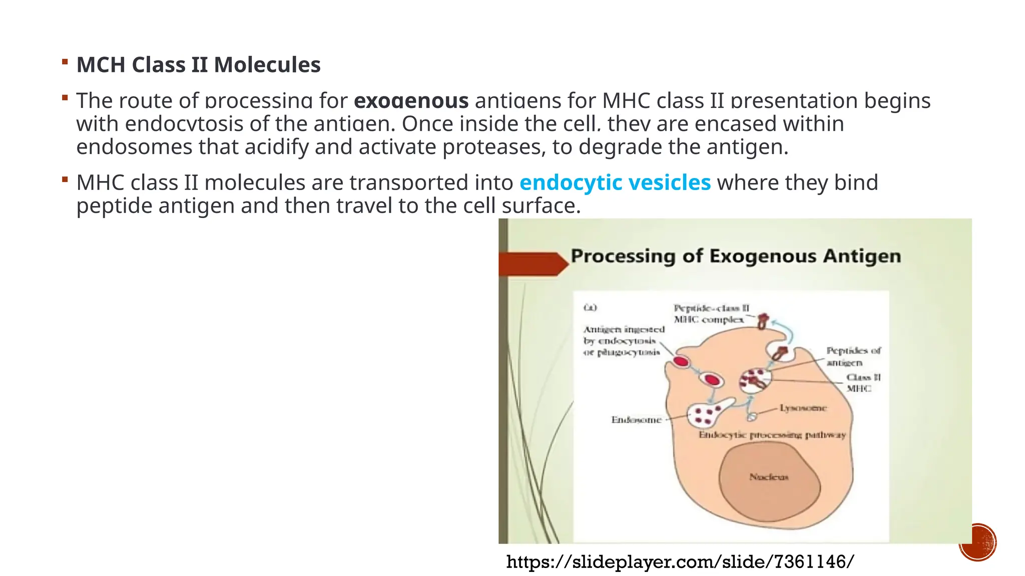 Antigen process and presentation and then MHC Molecules and functions | PPTX