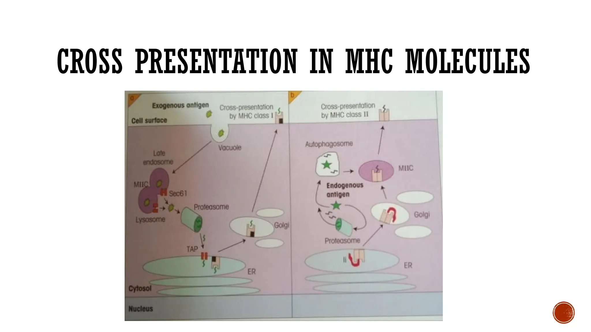 Antigen process and presentation and then MHC Molecules and functions | PPTX
