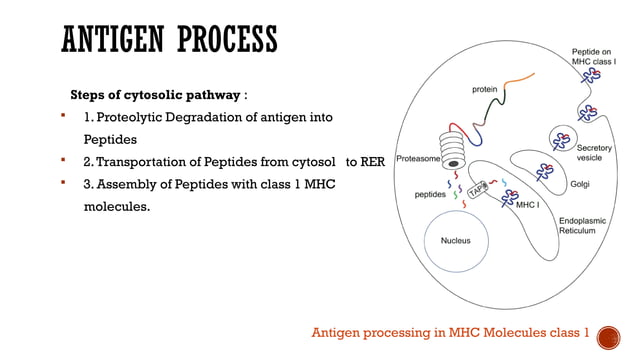 Antigen process and presentation and then MHC Molecules and functions | PPTX | Chemistry | Science