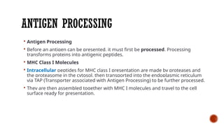 Antigen process and presentation and then MHC Molecules and functions ...