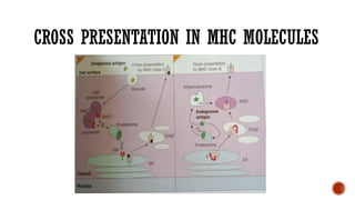 Antigen process and presentation and then MHC Molecules and functions ...