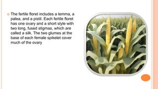 Maize | PPT