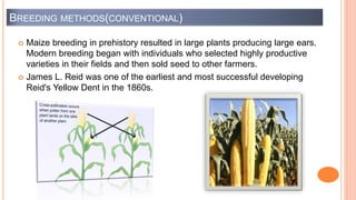 Maize | PPT