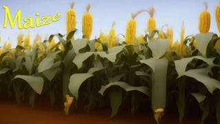 Maize | PPT