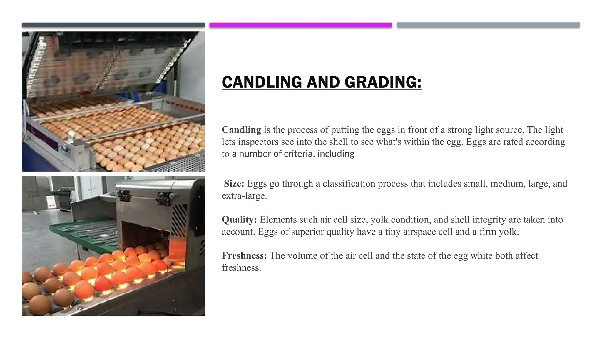 Complete EGG process of Farm to Table .. | PPTX