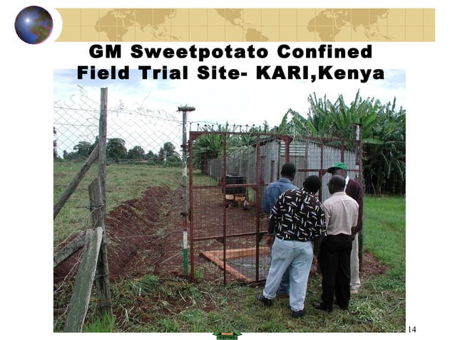 Implementing biosafety regulation: the role of KEPHIS | PPT