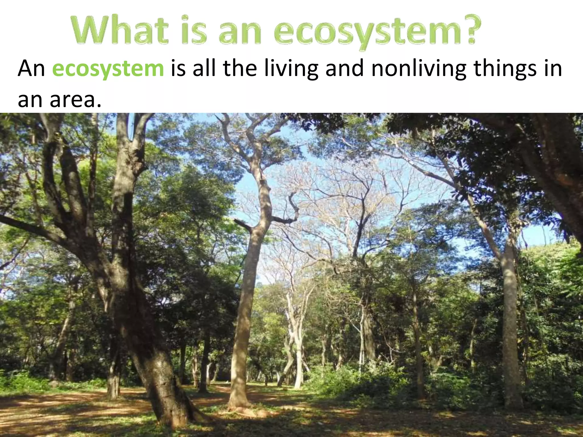 Ecosystems Science Kids | PPTX
