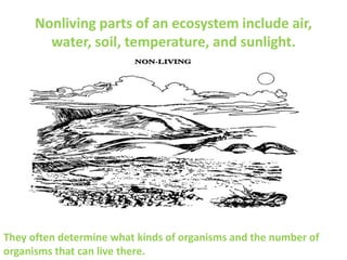 Ecosystems Science Kids | PPTX