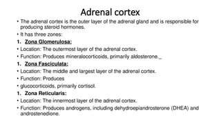 Presentation (6)-1.pptx Adrenal Gland Anatomy | PPTX