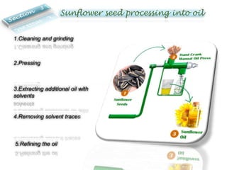 Sunflower oil industry | PPTX