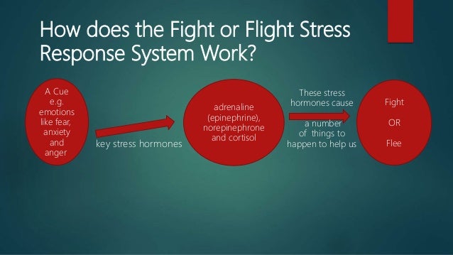 Fight or Flight Response