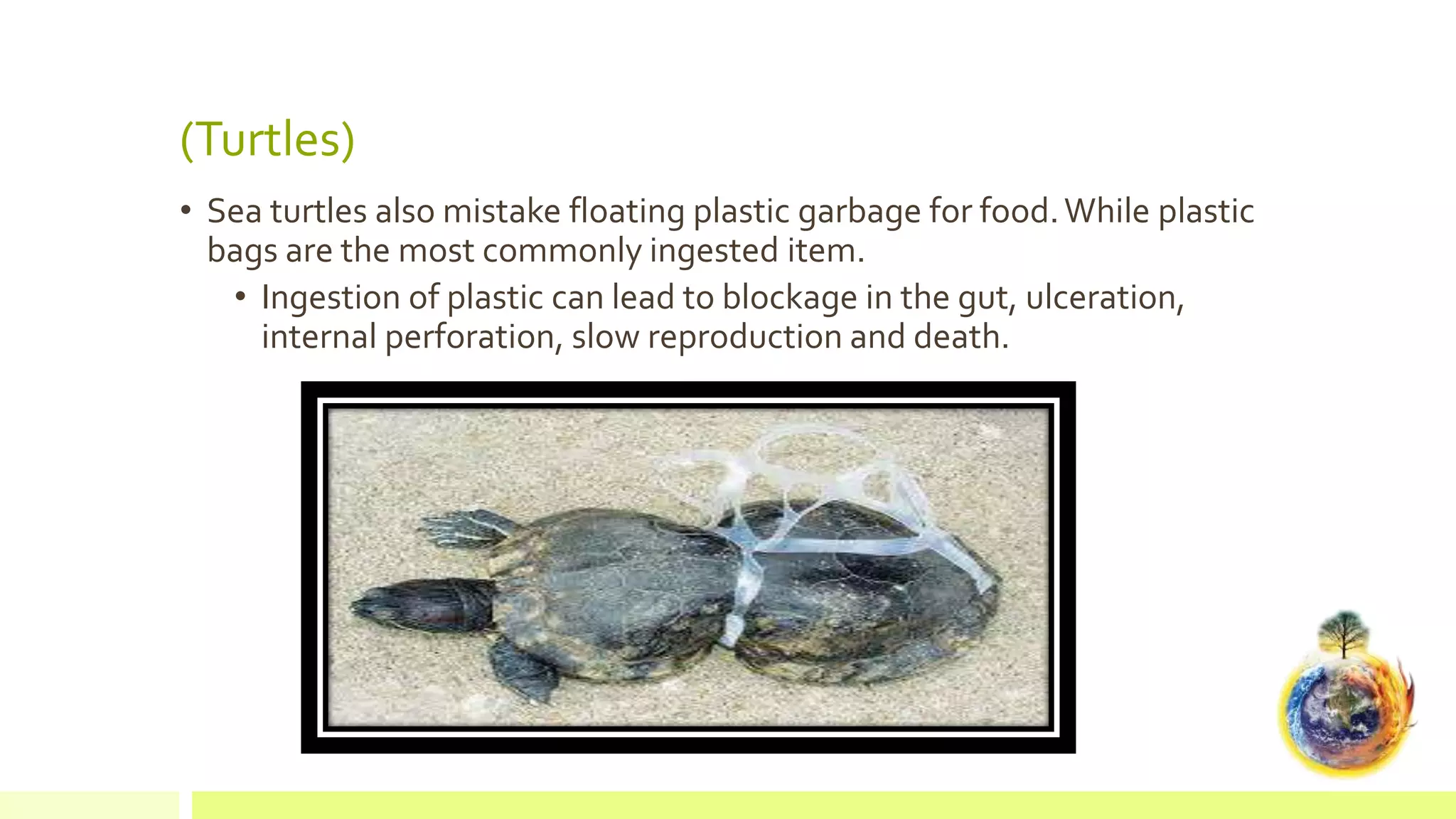 Plastic Pollution and Pakistan | PPTX | Environmental Services Industry | Industries