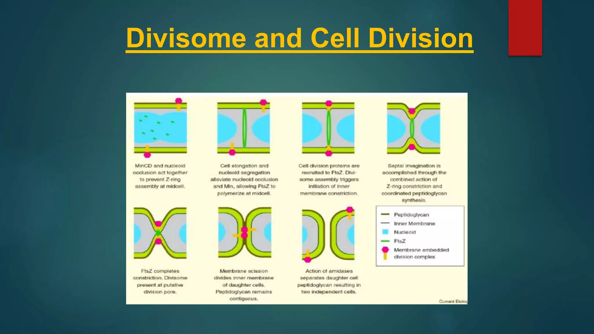 bacterial cell division | PPTX