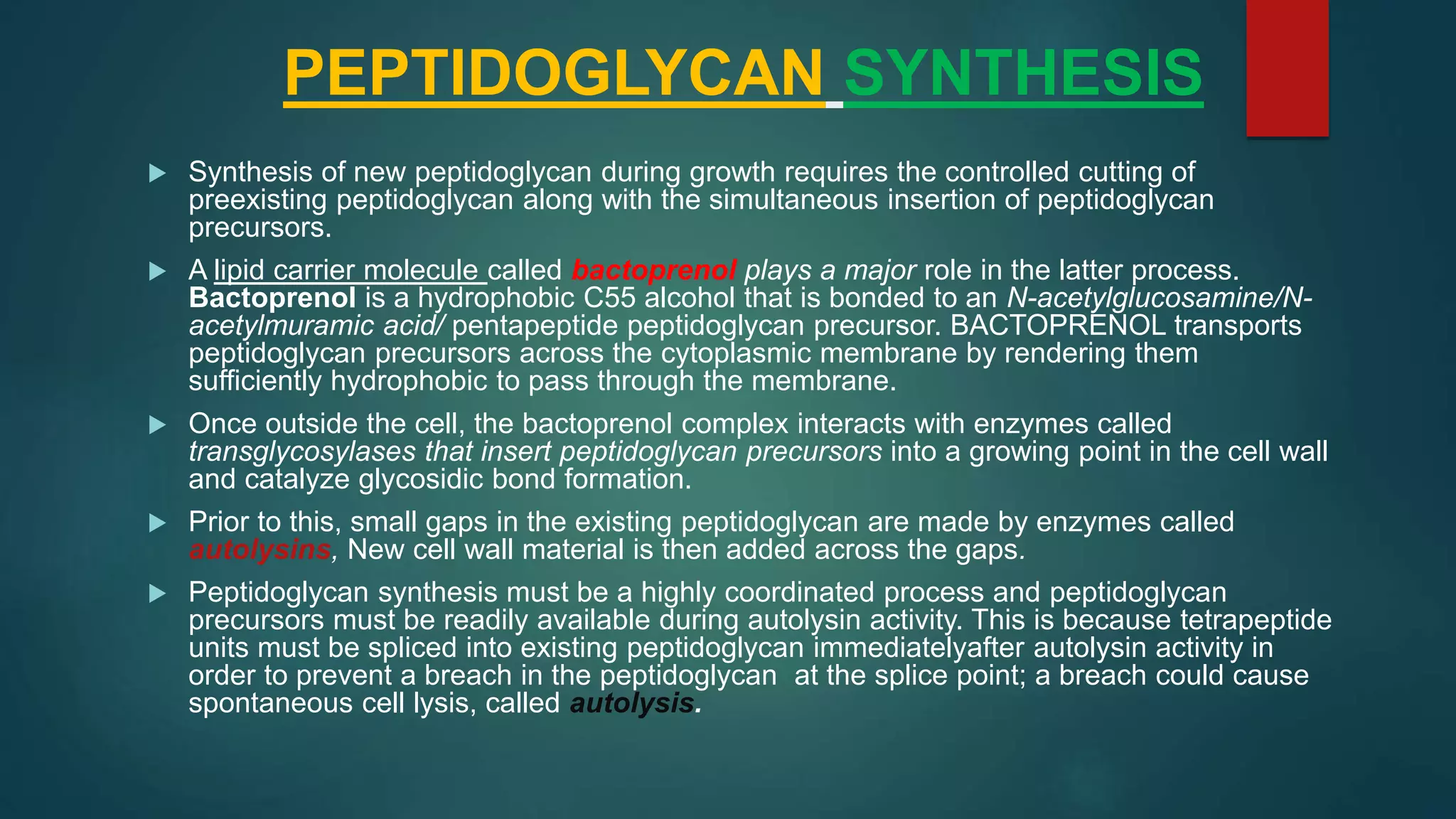 bacterial cell division | PPTX