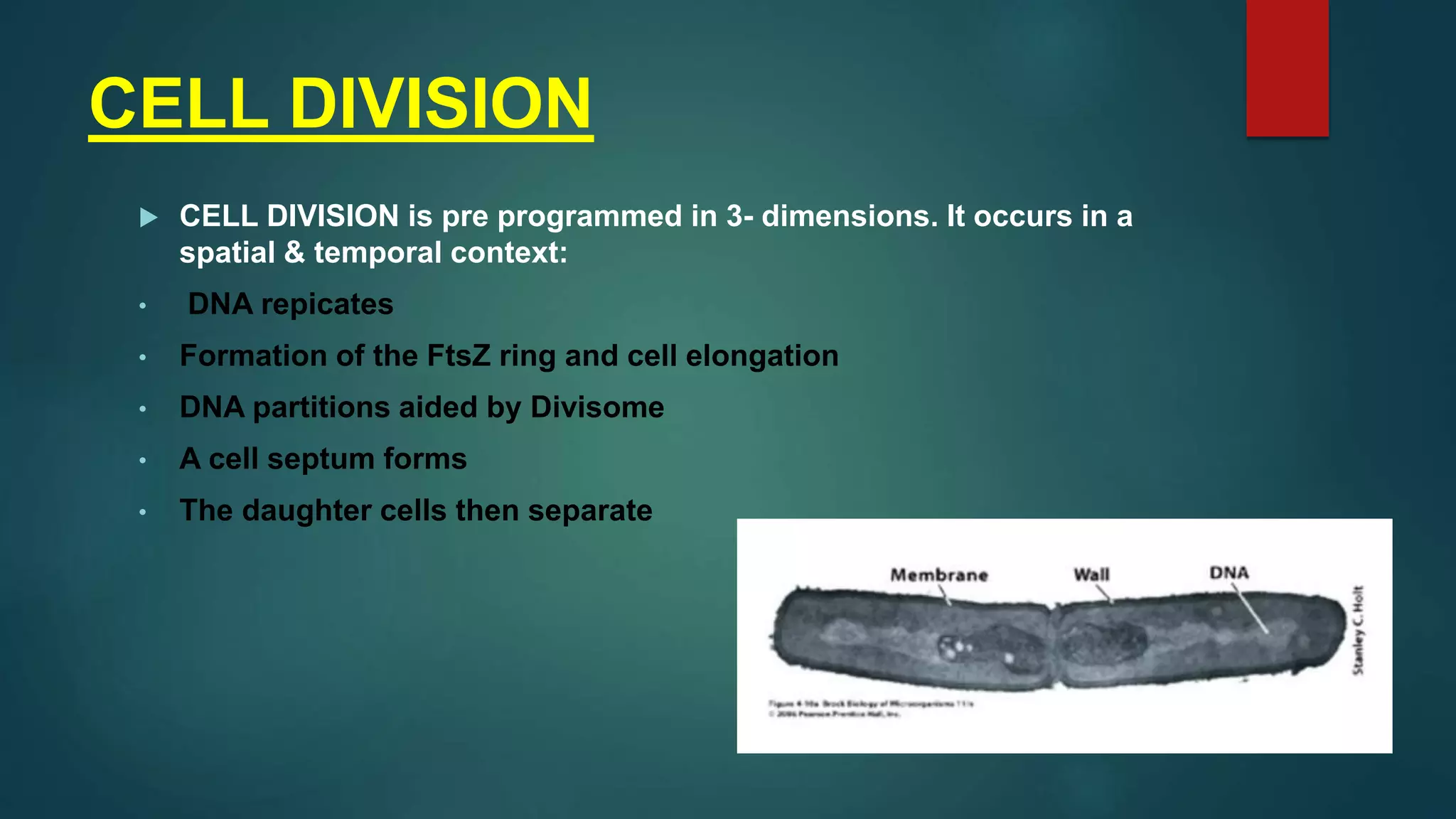 bacterial cell division | PPTX