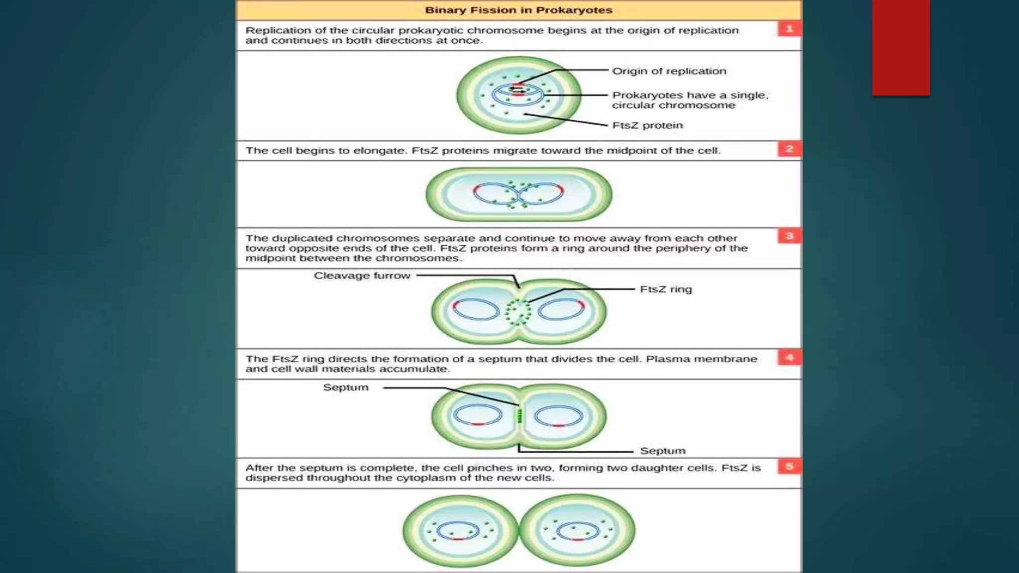 bacterial cell division | PPTX