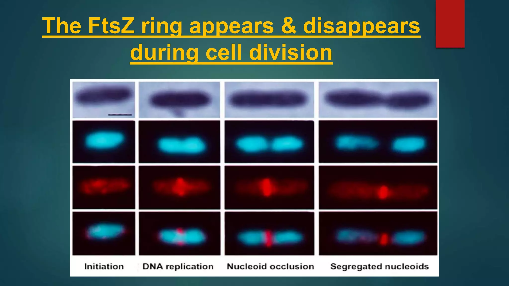 bacterial cell division | PPTX