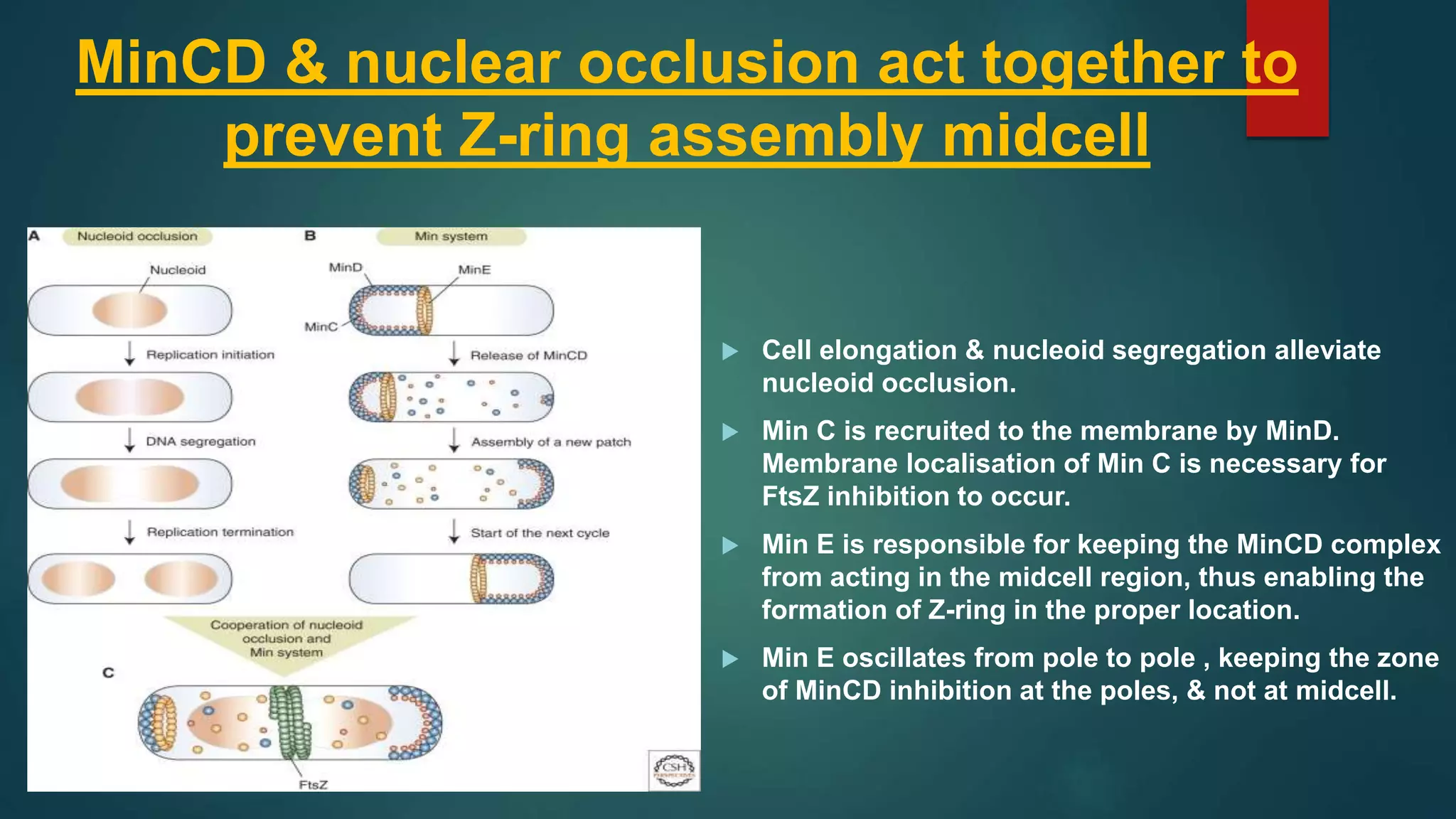bacterial cell division | PPTX