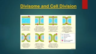 bacterial cell division | PPTX