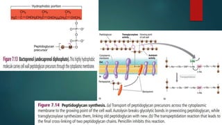 bacterial cell division | PPTX