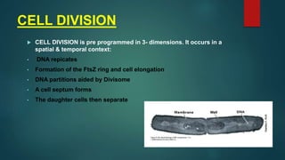 bacterial cell division | PPTX