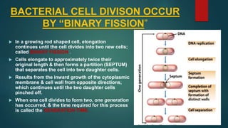 bacterial cell division | PPTX