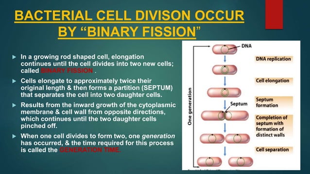 bacterial cell division | PPTX | Biological Sciences | Science