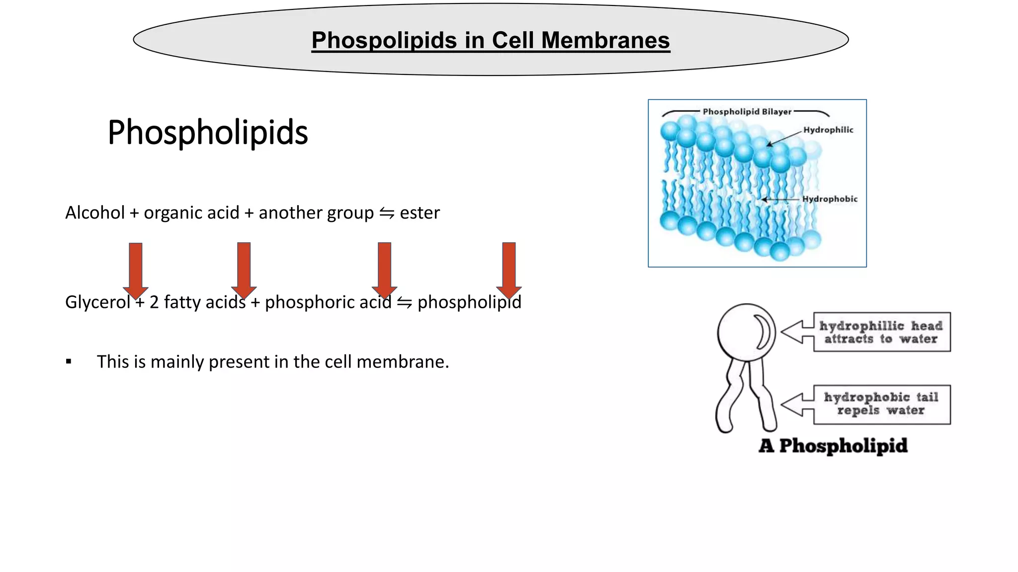 Cell Membranes and Lipids | PPT