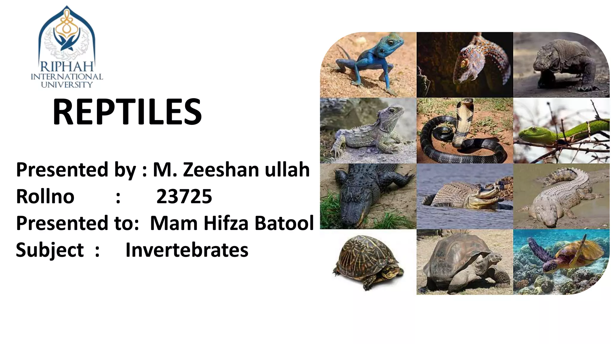 Orders of reptiles | PPT