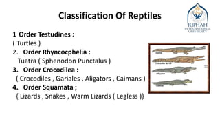 Orders of reptiles | PPT