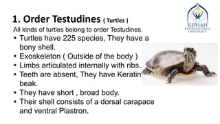 Orders of reptiles | PPT