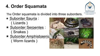 Orders of reptiles | PPT
